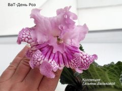 Streptocarpusy :: Streptocarpus